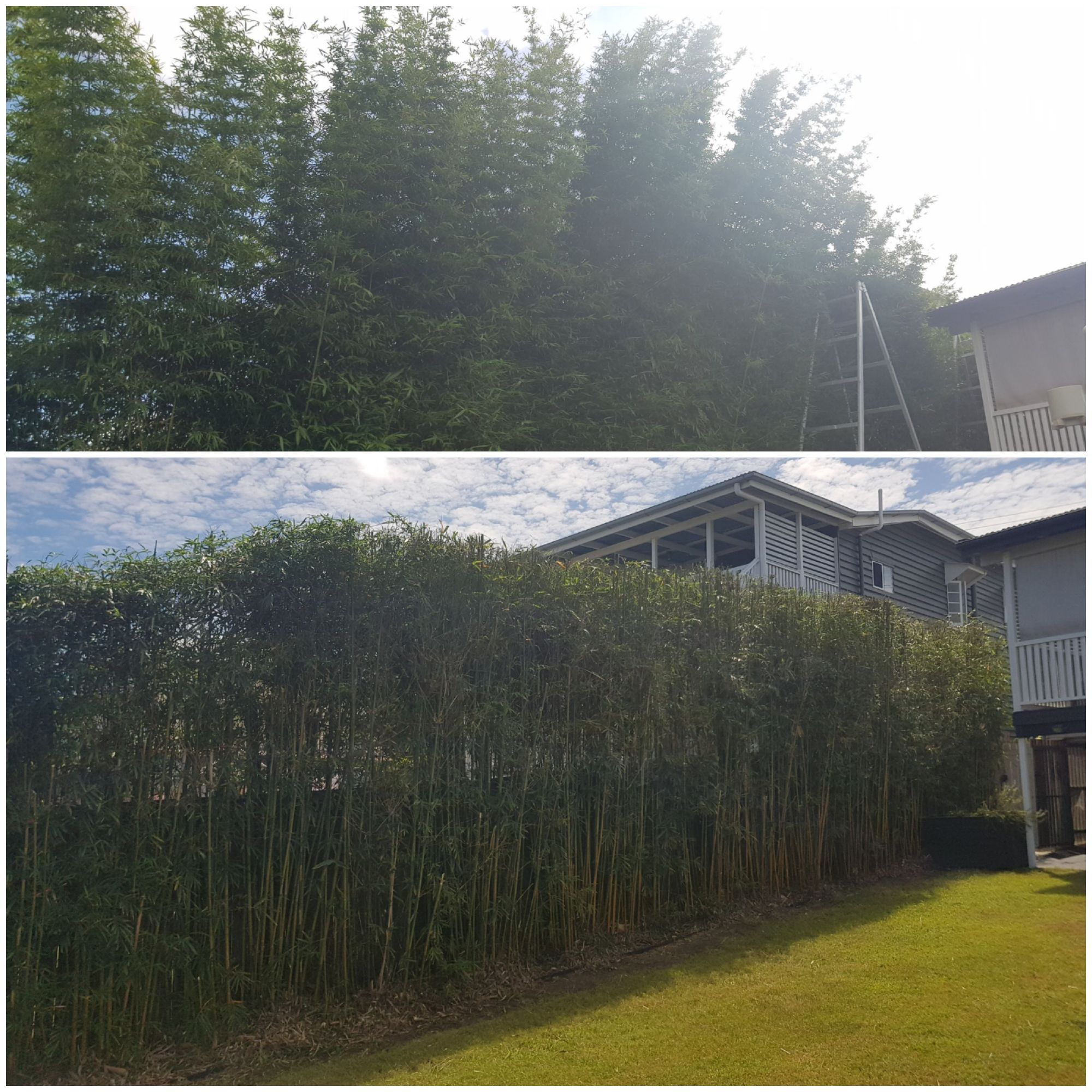 Bamboo care and maintenance. – Bamboo Removal Brisbane